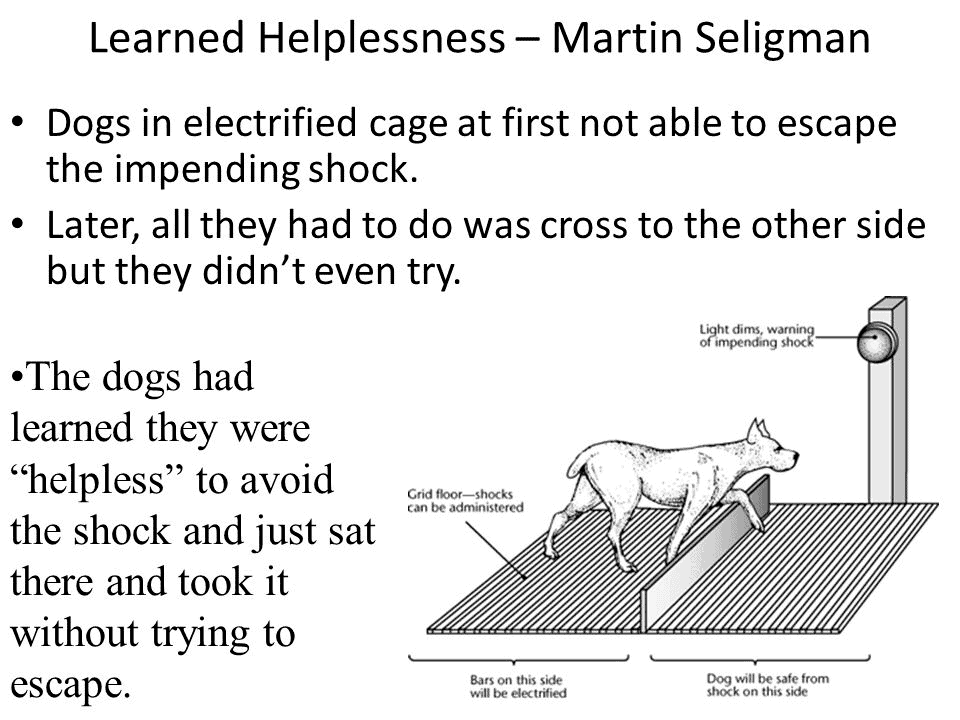 The Victim Mentality And Learned Helplessness