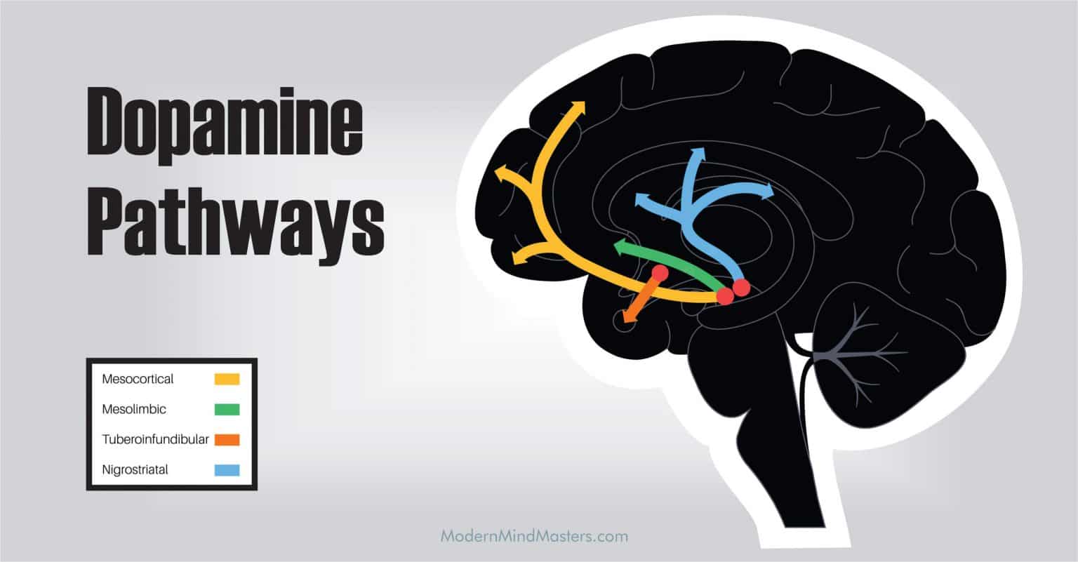 What Is Dopamine and What Does It Do in the Brain?